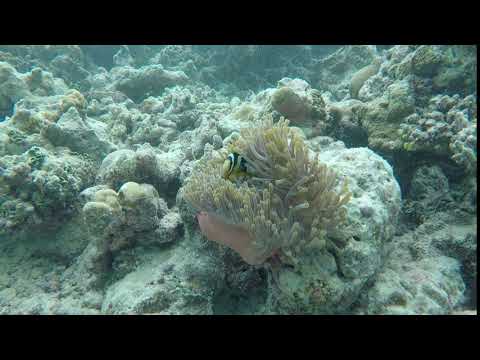 Steam Community :: Video :: A shy clown fish