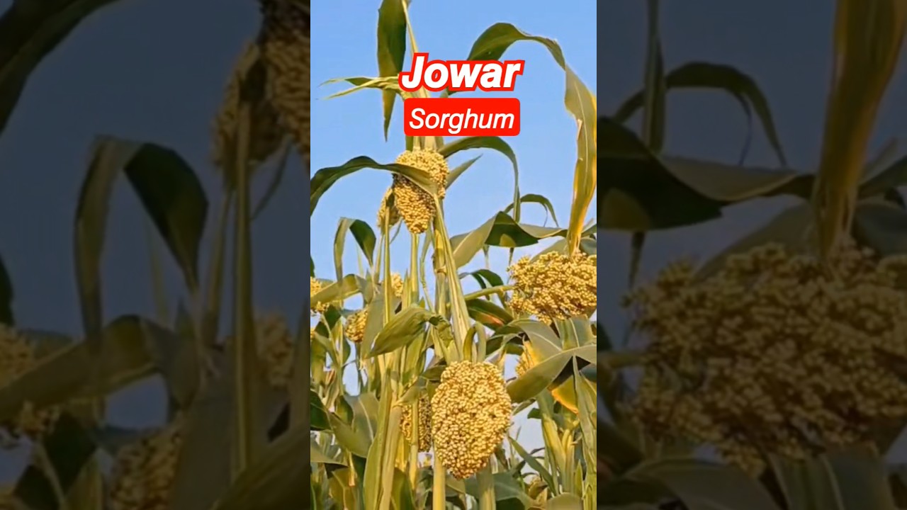 𝙅𝙤𝙬𝙖𝙧 ( 𝘚𝘰𝘳𝘨𝘩𝘶𝘮) #shorts #nature #crops #jowar #botanylovers #biology #sorghum