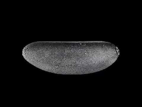 Fertilization in frog zoology