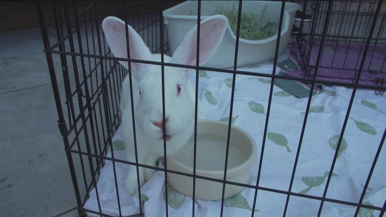 Celebrating International Rabbit Day Saturday, Sept. 24