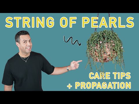 String of Pearls Houseplant (Senecio Rowleyanus) Crucial Care Tips