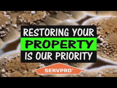 Mold Remediation and Restoration