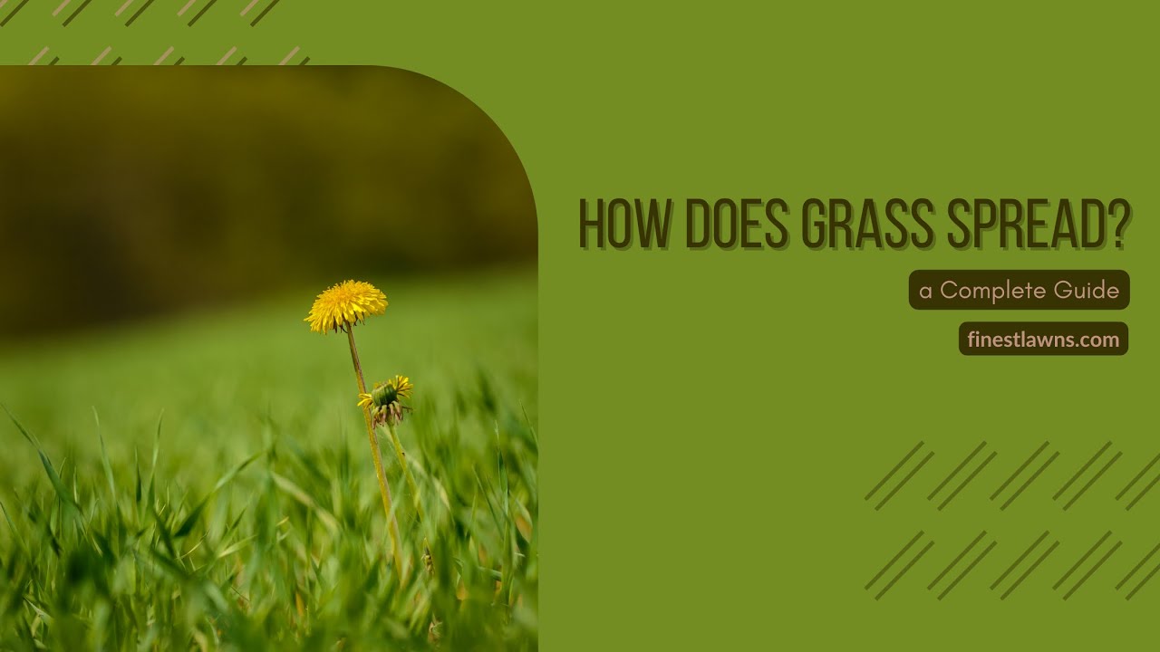 How Does Grass Spread: a Complete Guide