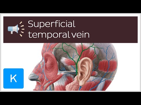 Superficial temporal vein | Anatomical Terms Pronunciation by Kenhub