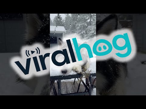 A Snow Loving Husky || ViralHog