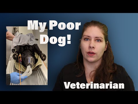 My Own Dog Needed Surgery - Learn From My Experience to Help Your Own Pets!