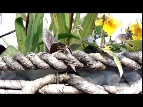 Collaborations Between Jack, Bees and Flowers | Pep's Free From Kitchen