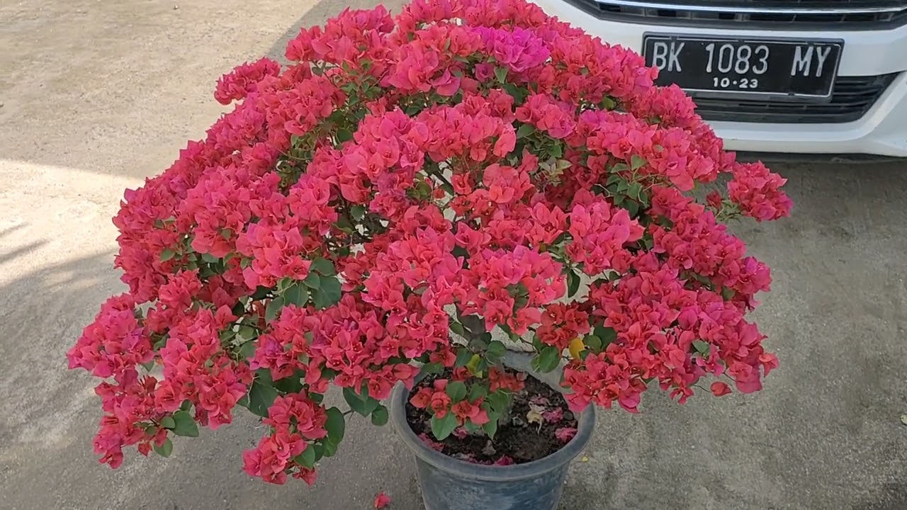 6 Syarat Kalo Mau Membungakan Bougenville dengan Rimbun