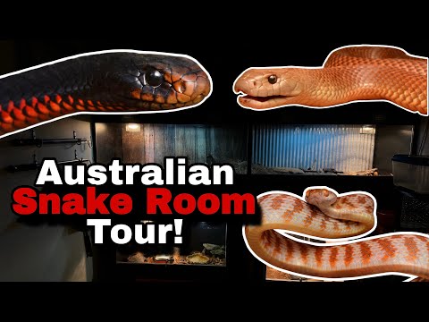 MY AUSTRALIAN VENOMOUS SNAKE ROOM TOUR! Red Bellies, Night Tigers King Browns and more!