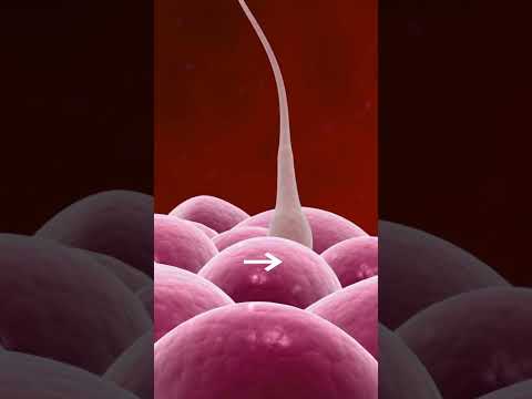 How FERTILIZATION happens | Process of FERTILIZATION | 3D Animation