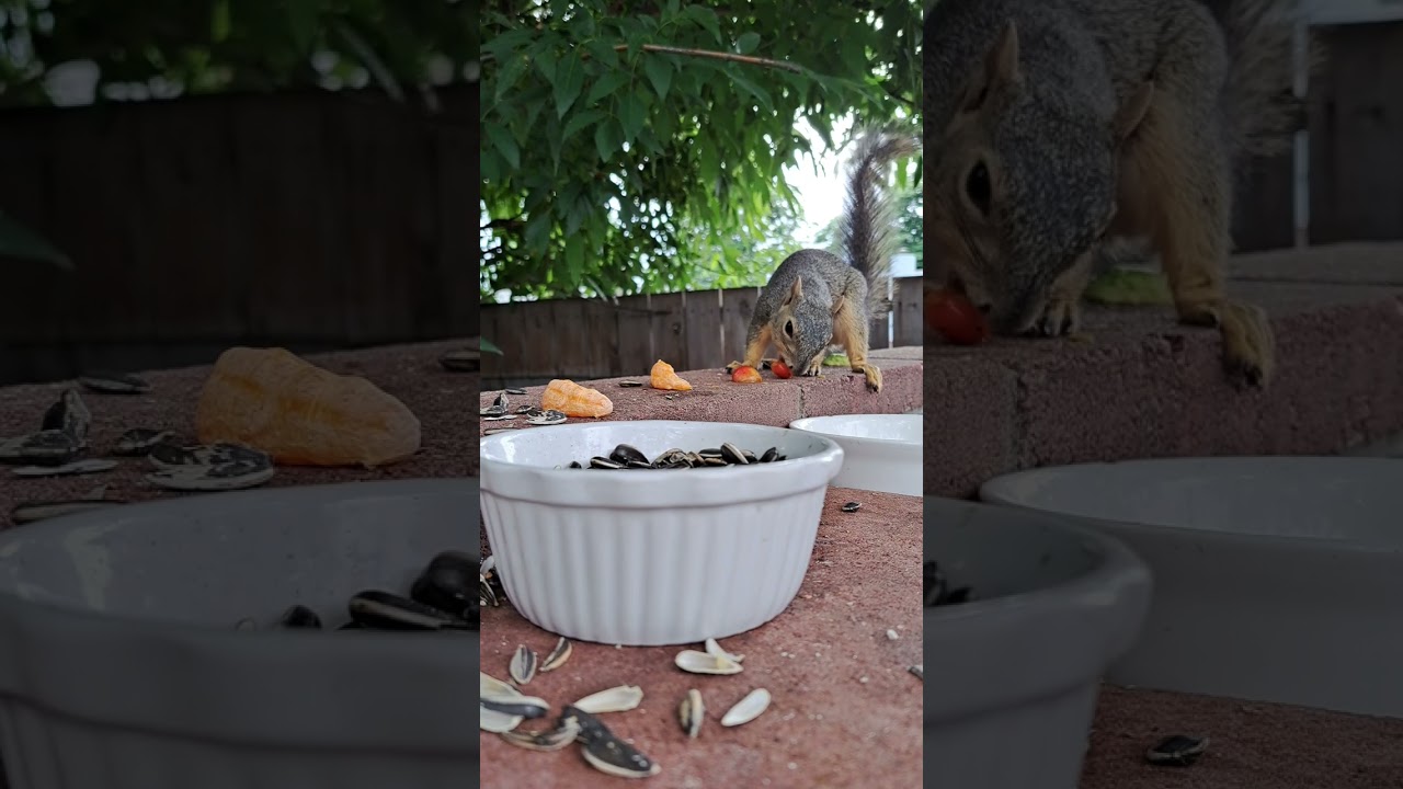 Squirrel buddies acting squirrely...