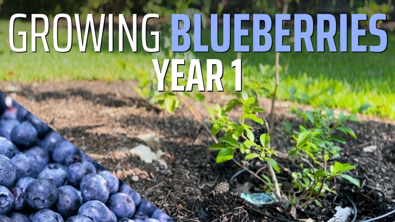 New Blueberry Patch UPDATE – First Year Care