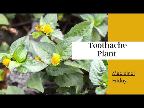 Medicinal Friday - The Toothache Plant- Buzz Buttons (Benefits, How To Care For It, How To Use It)