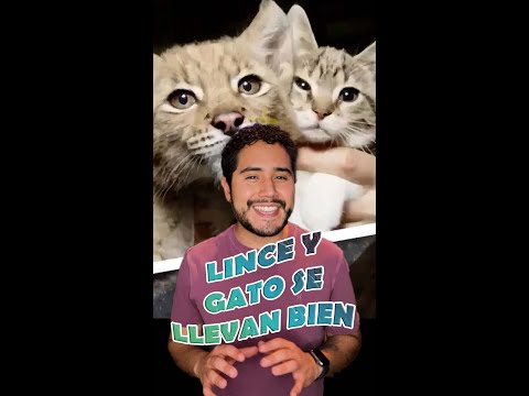 Lince y gato #Shorts