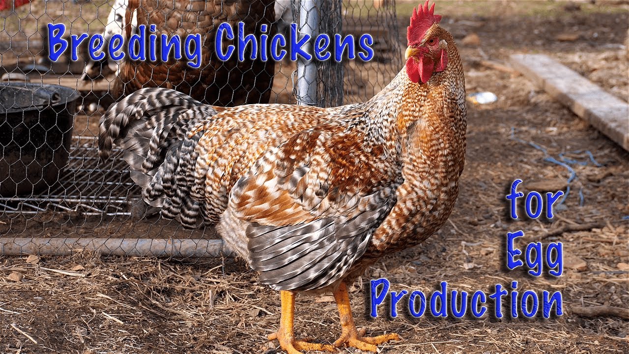 Selecting chickens for breeding egg production traits