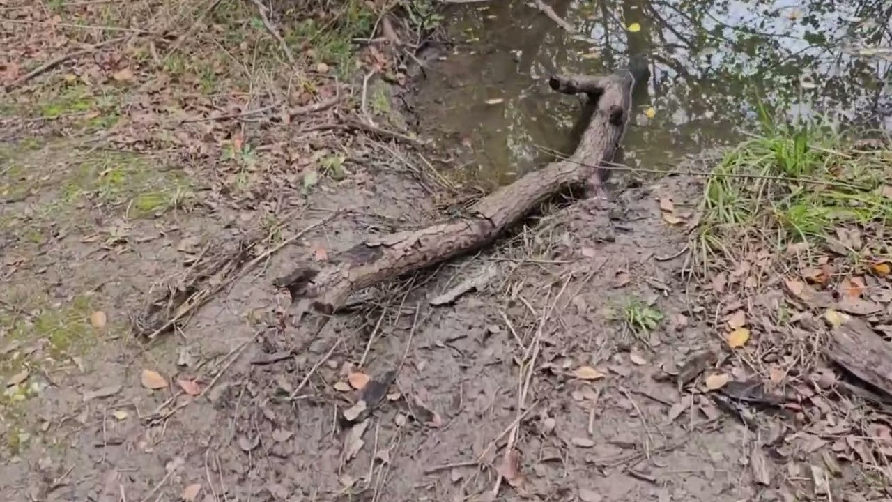 Beaver dams #Beavers #nature #outdoors @Dave'sRelaxationStation