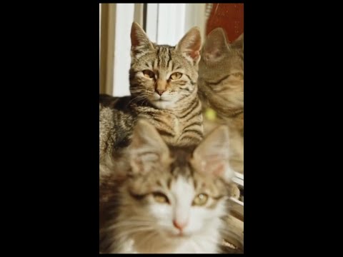 Global Cats
