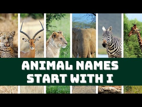 Animals Starting with I - Learn Animal Words That Start With Letters I | @DonnaKidsTV Learn English