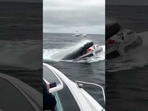 When Giants Attack: Whale Swallows Boat Whole! 🐋😱