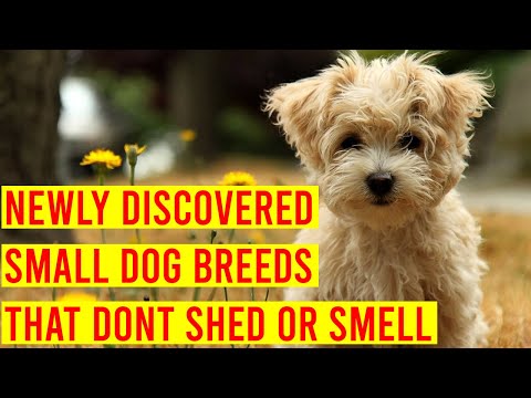10 Newly Discovered Small Dog Breeds That Don't Shed Or Smell