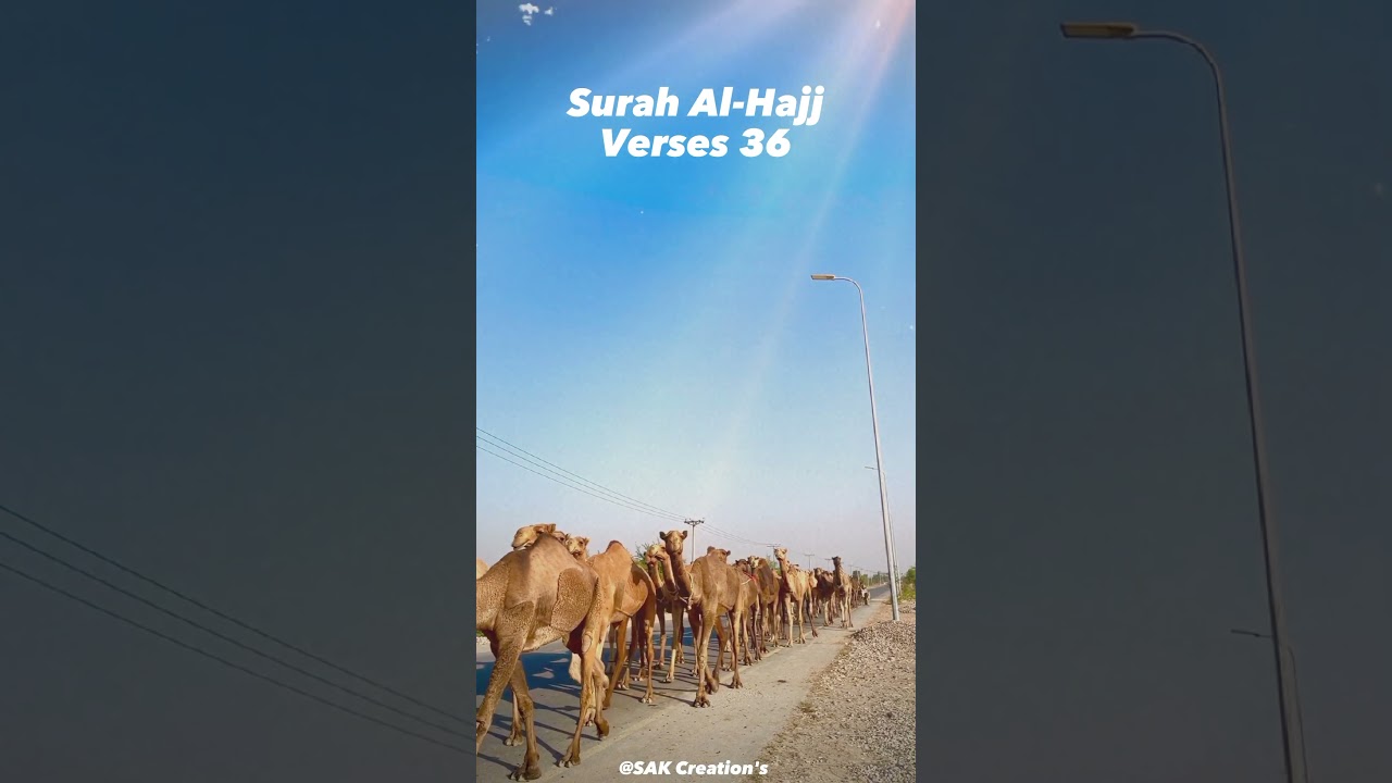 Surah Al Hajj Verse 36
