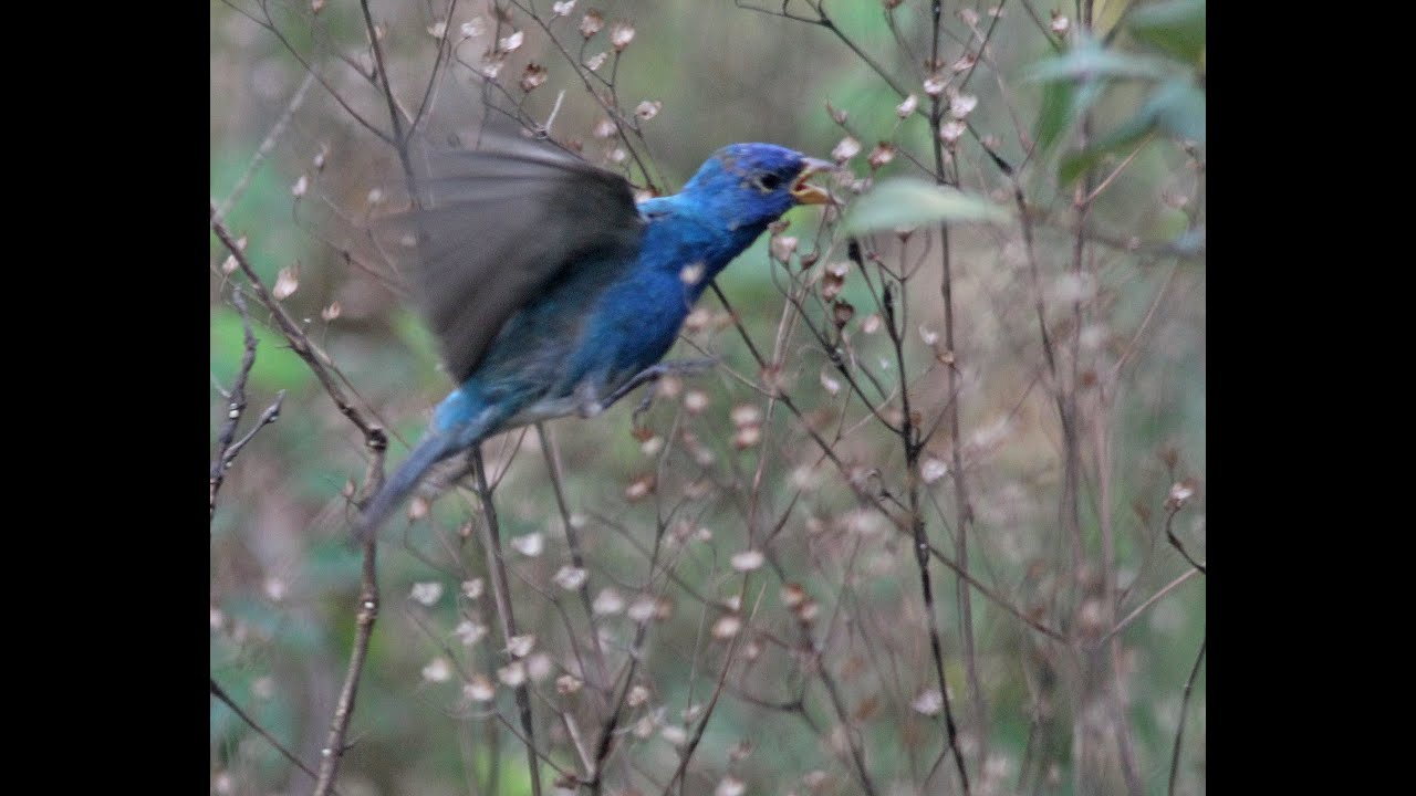 For Educators: The Great Backyard Bird Count 2025