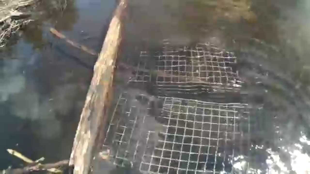 Beaver Cage Double, side by side, Comstock Cage Traps!