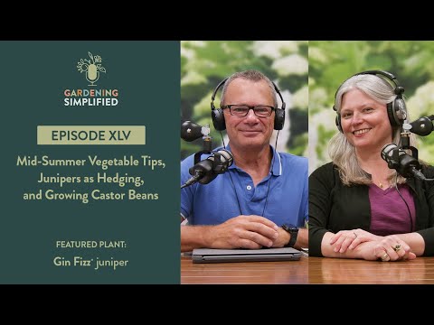 Mid-Summer Vegetable Tips, Junipers as Hedging, and Growing Castor Beans | 45