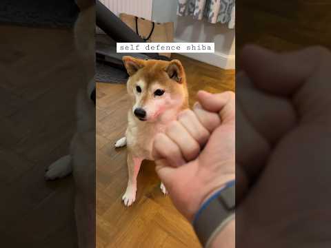 Knuckle sandwich shiba but they took a self defence class