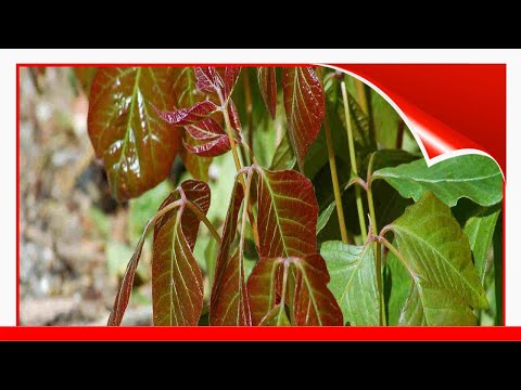 Pictures Of Poison Ivy 🧧