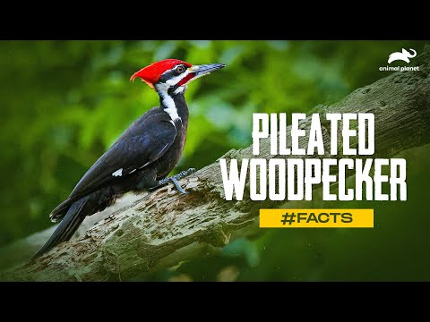 'Ha-hah, Ha-ha-hah' - Pileated #Woodpecker Call! | #facts | #animalplanet
