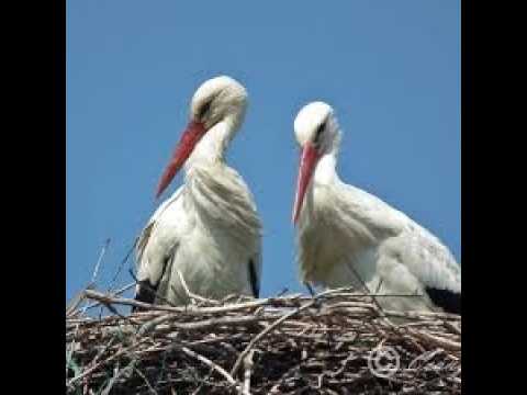Kölcsey Street White Stork Nest - Live Webcam | GeoWebcams