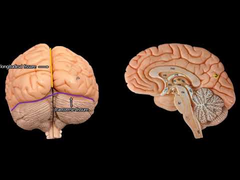 Cerebral Anatomy (with simplified explanations of function)