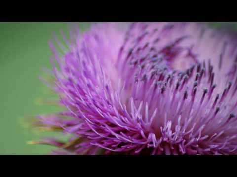episode 1: Flora and Fauna