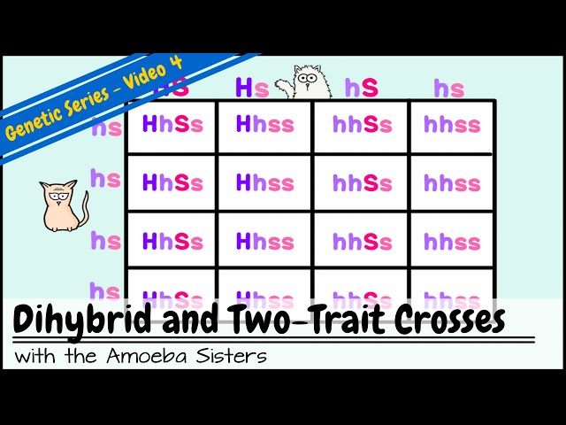 Understanding Dihybrid Crosses: A Comprehensive Guide to Two-Trait ...