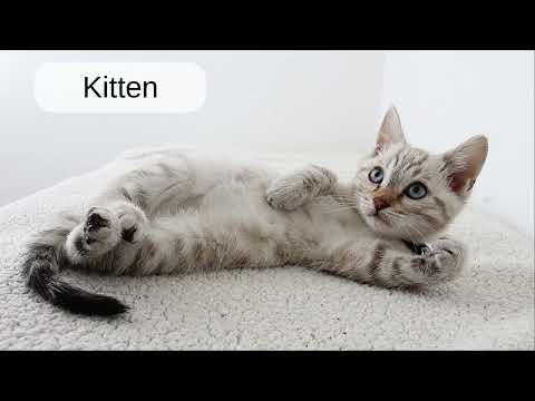 Kitten: English word pronunciation - Read Along (Australian Accent) Picture Dictionary