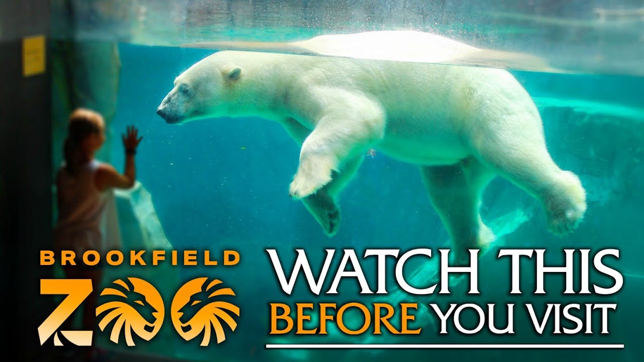 Brookfield Zoo Chicago Breakdown & Review