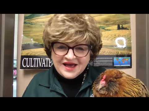 Meet an Ameraucana Chicken