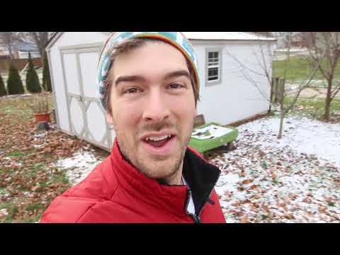 Mulching our Garlic With Animal Bedding (Pine Shavings)