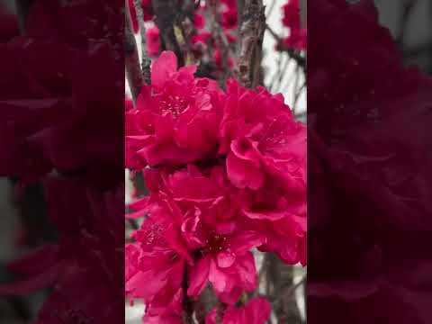 “Ume”The Japanese Plum Blossom #shorts #plumblossom