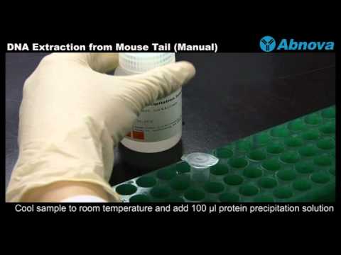 DNA Extraction from Mouse Tail (Manual)