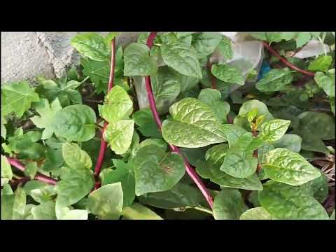 Red Malabar Spinach| Basale Soppu (ಬಸಳೆ ಸೊಪ್ಪು) | Poi Saag |Bachali Koora | Tagalog