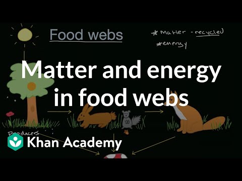 Matter and energy in food webs (video) | Khan Academy