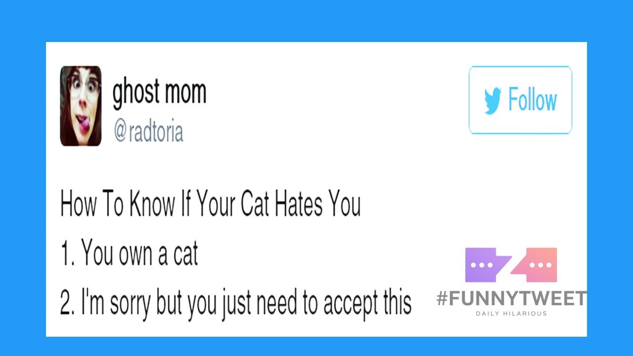 Funny Tweets About Cats - #FunnyTweet