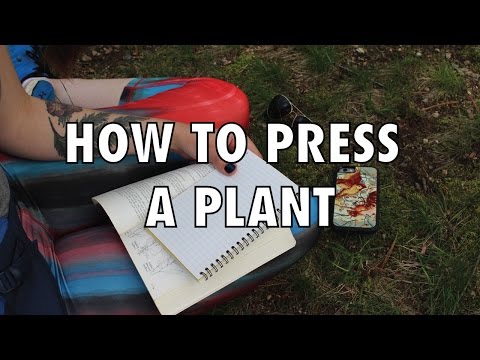 How to Press a Plant