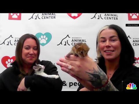 You can help clear the Women's Animal Center shelter this 'kitten season'