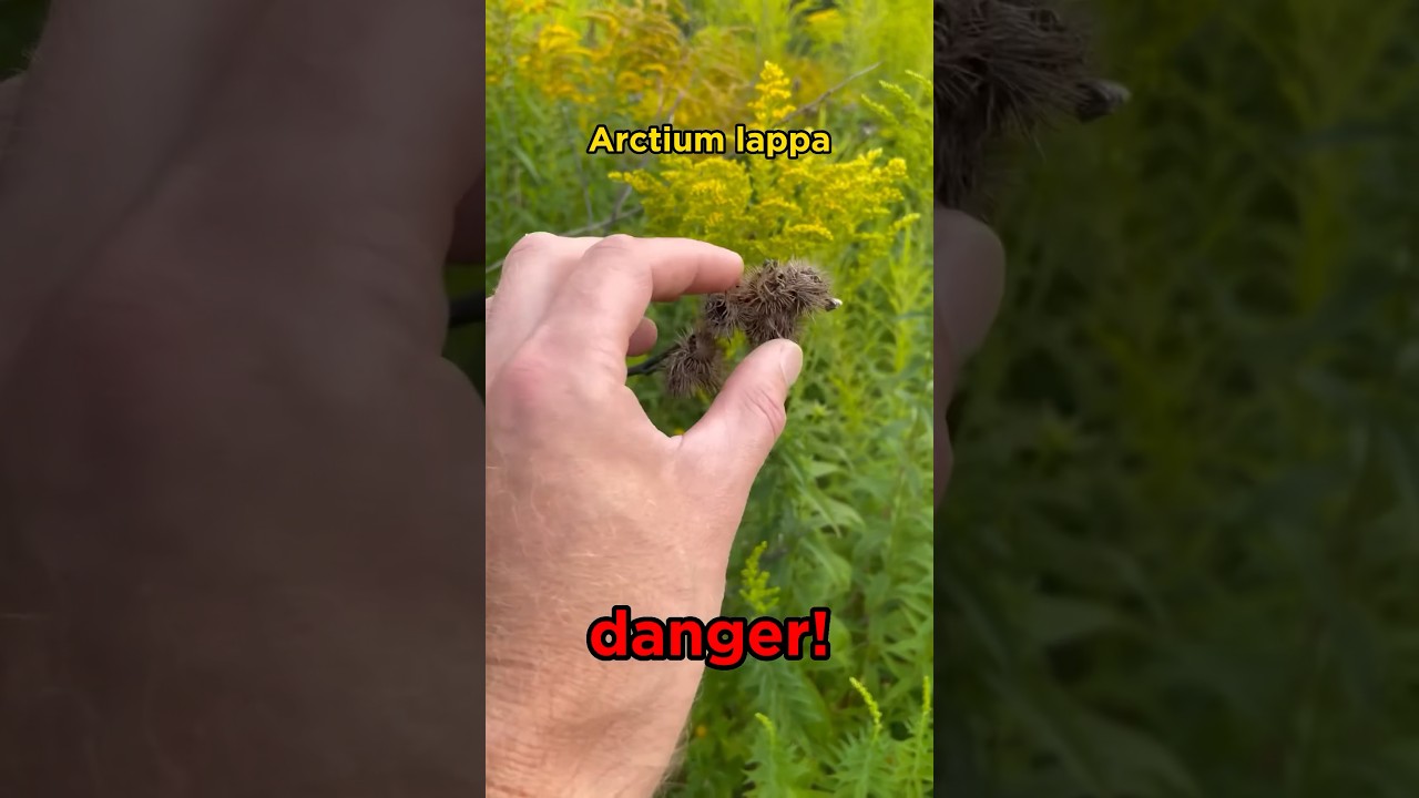 Do not touch it! 🍁 danger!