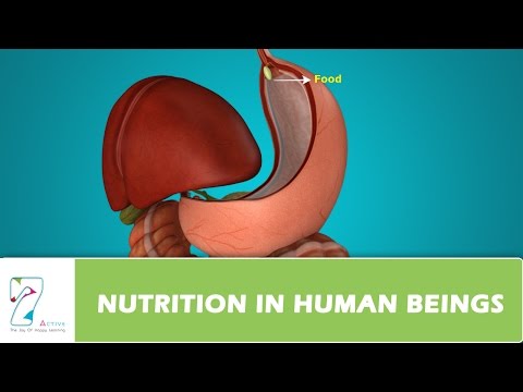 NUTRITION IN HUMAN BEINGS