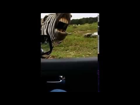 This Singing Zebra is EVERYTHING