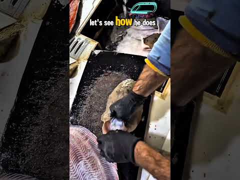 EXPERTISE IN FILLETING FISH MEAT❗❗❗#shortvideo #shorts #short #fish